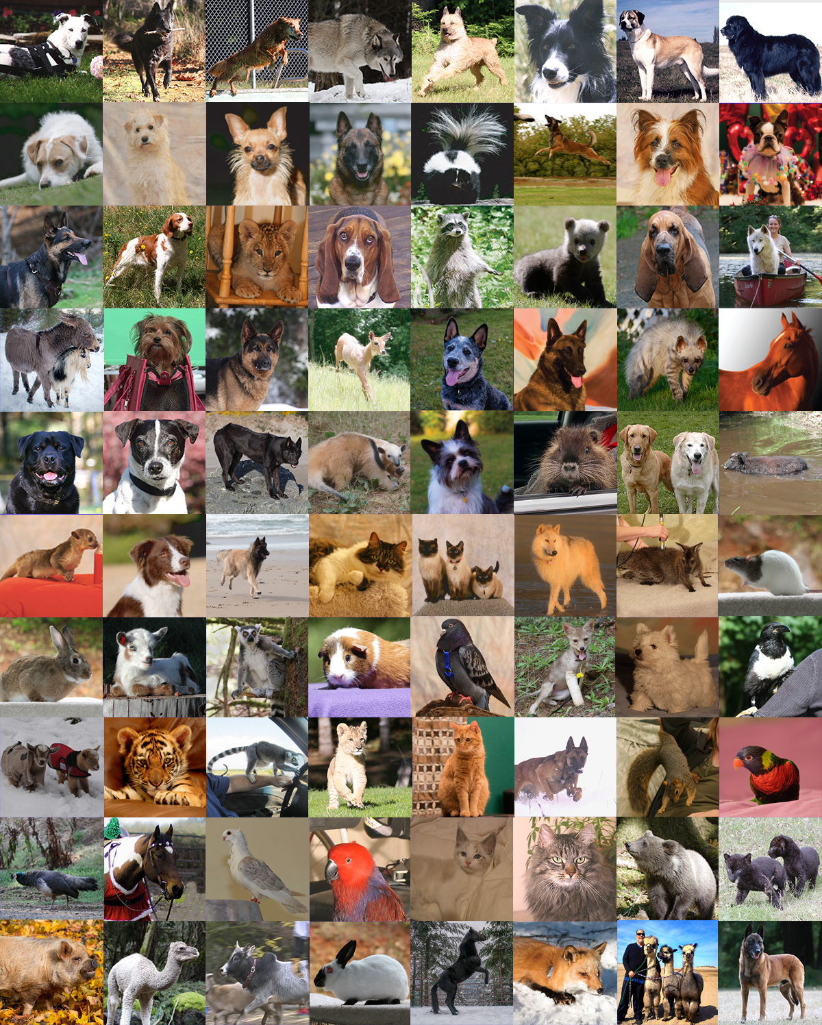 Talented Animals Blog – Animal Training and Ethics Blog