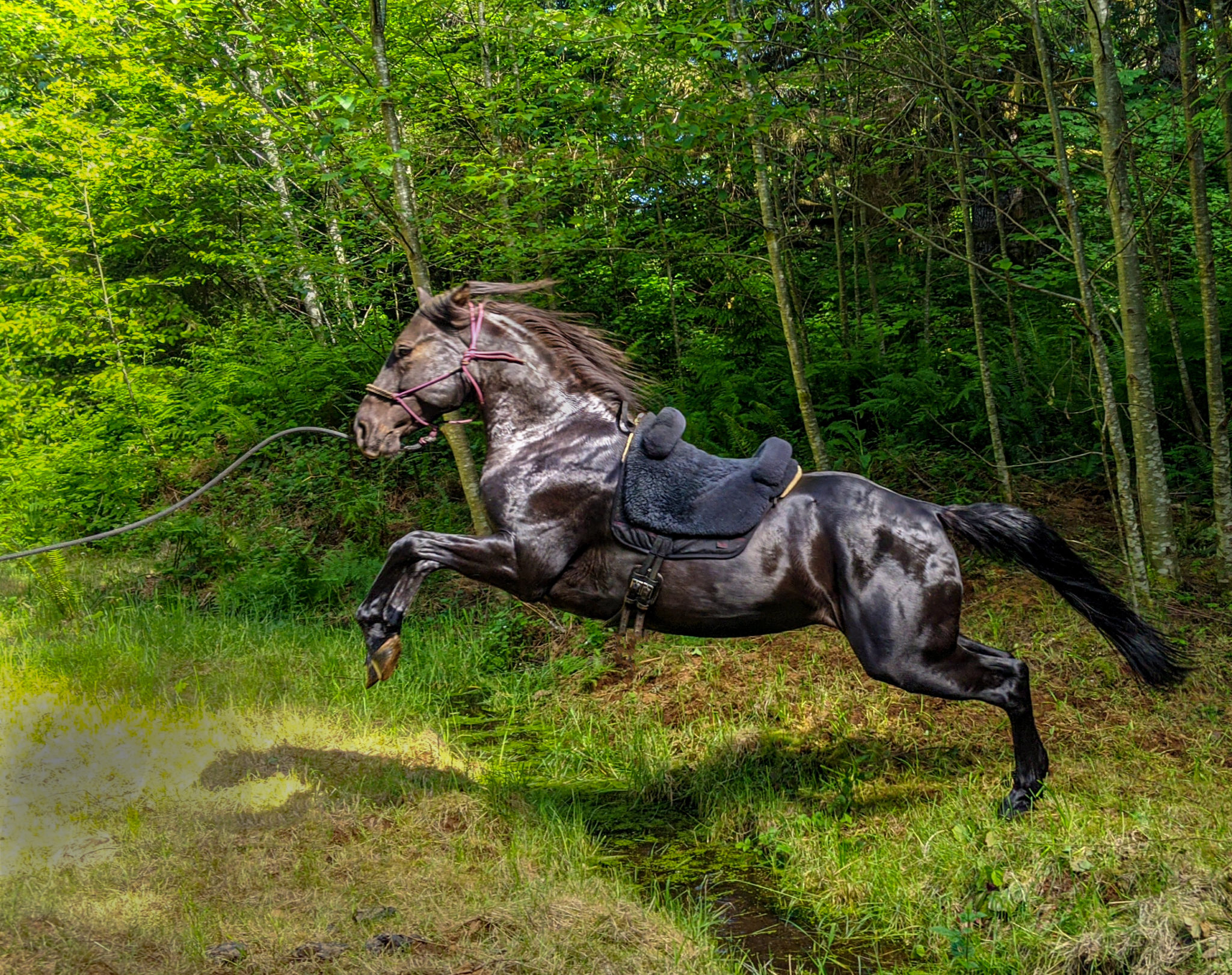 Talented Animals Blog – Animal Training and Ethics Blog